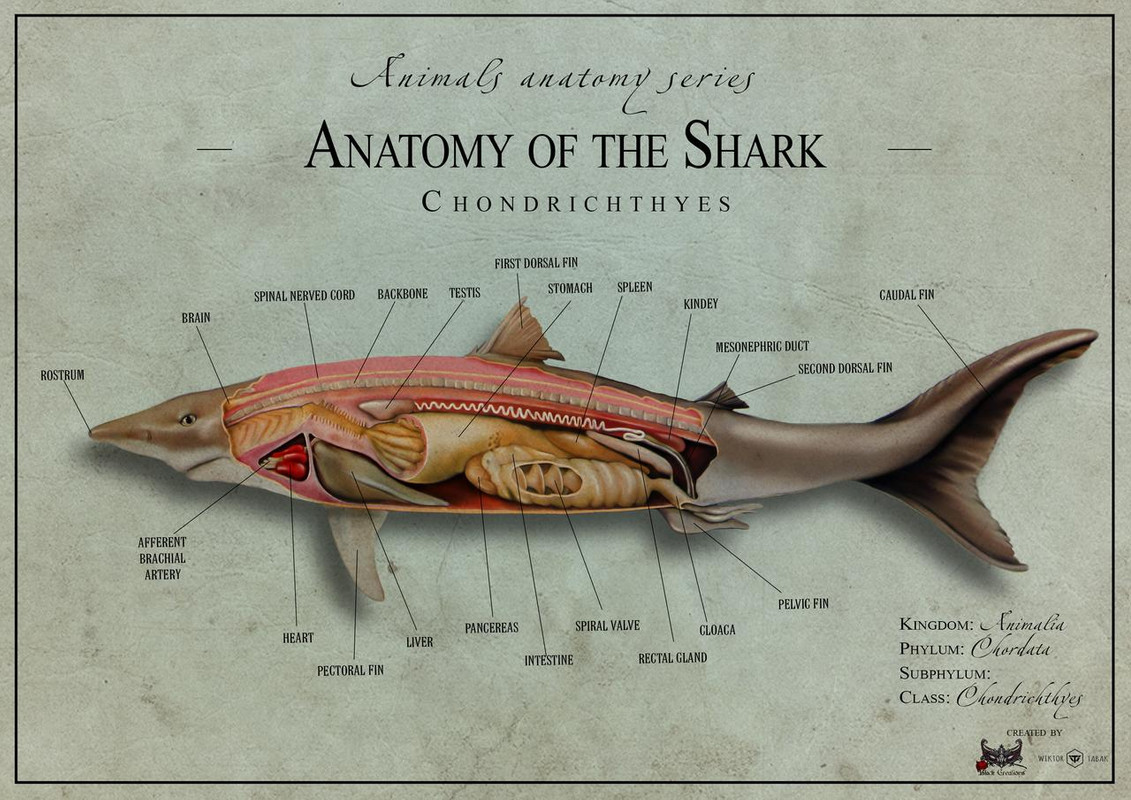 Shark anatomy 2 - United Kingdom