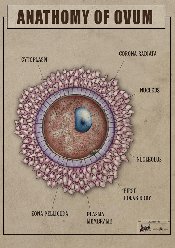 Ovum anatomy - United Kingdom