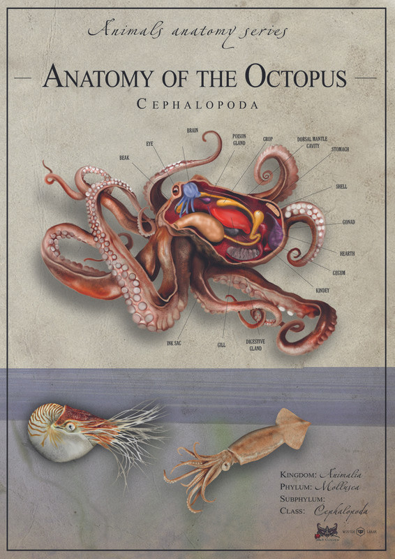 Octopus anatomy 1 - United Kingdom