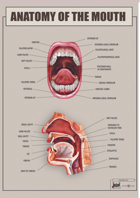 Anatomy of mouth 2 - United Kingdom