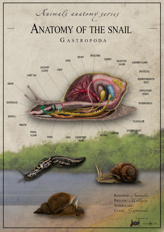 Snail anatomy 1 - United Kingdom