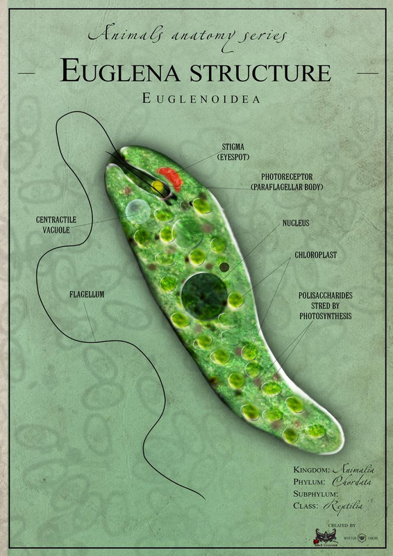 Euglena anatomy - United Kingdom