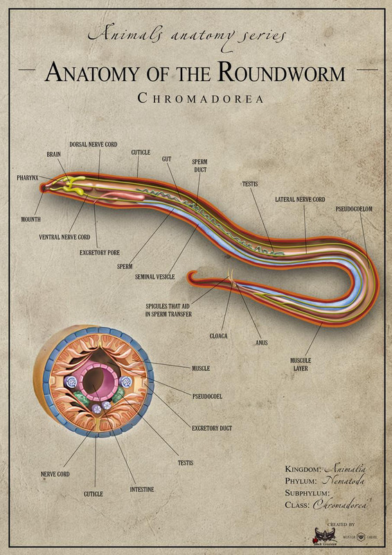 Roundworm anatomy - United Kingdom