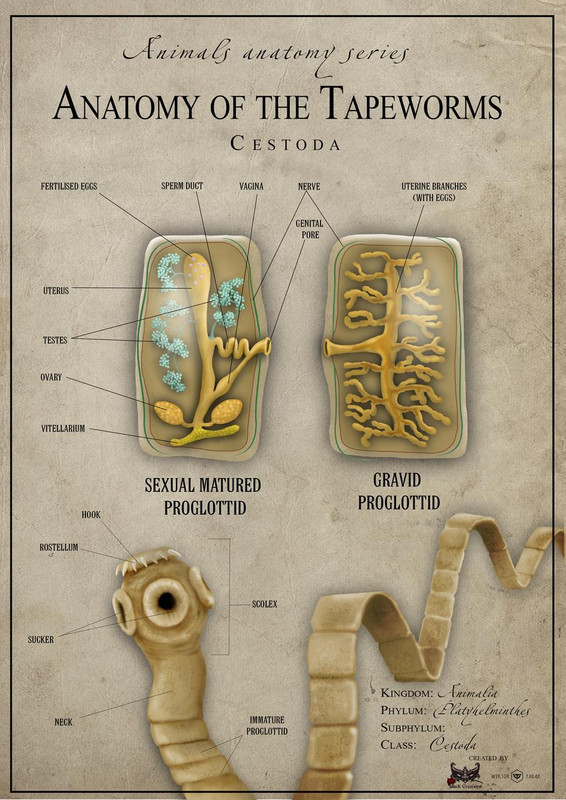 Tapeworm anatomy - United Kingdom