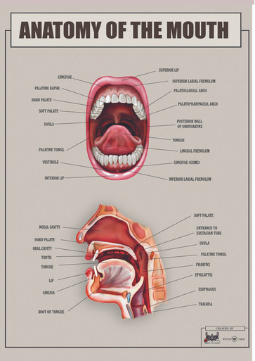 Anatomy of mouth 2 - United Kingdom