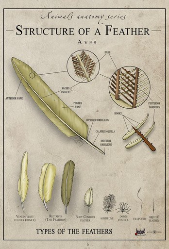 Feather structure - United Kingdom