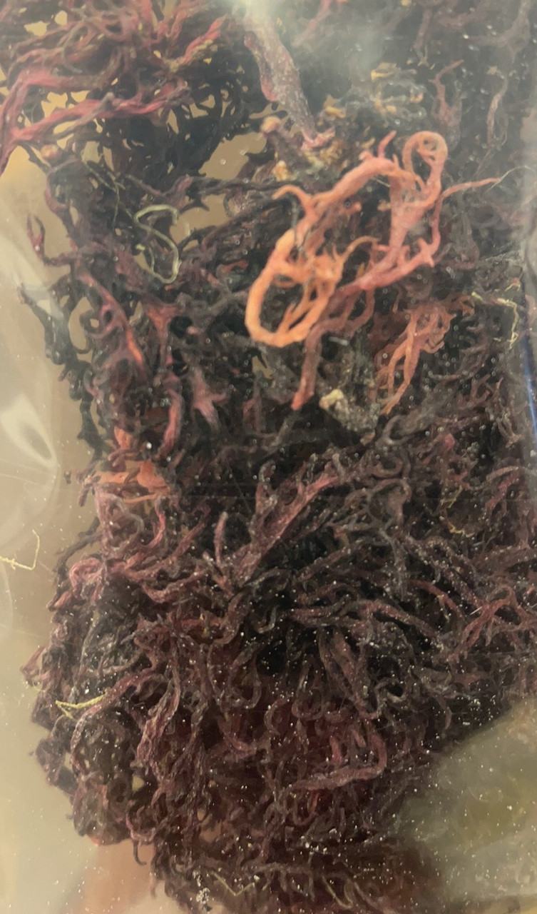 Buy 100% Real Authentic Raw Sea Moss - From the Caribbean Atlantic ...