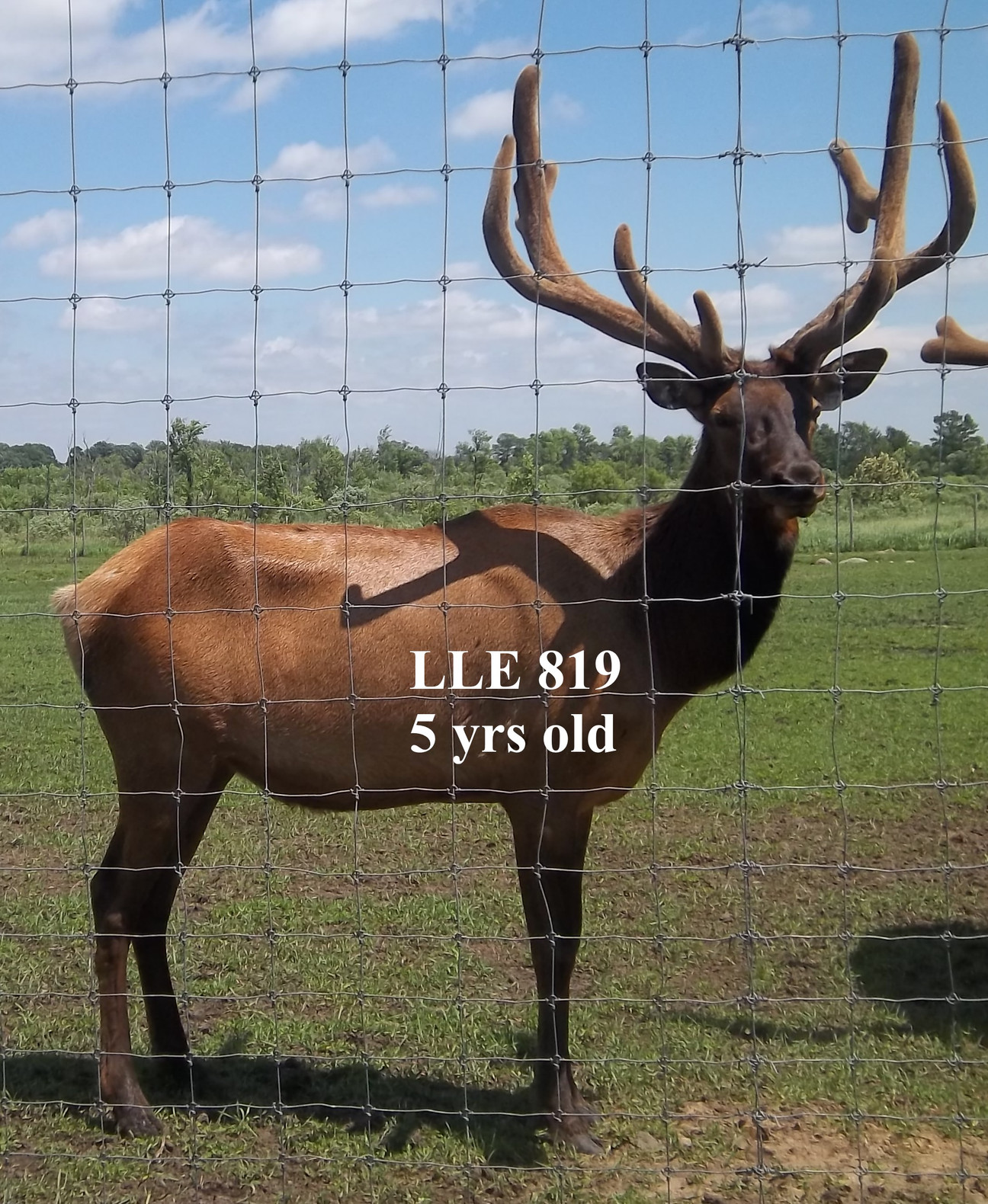 Manitoban A37 Family Tree Luckyland Elk Meat MN, Elk Minnesota