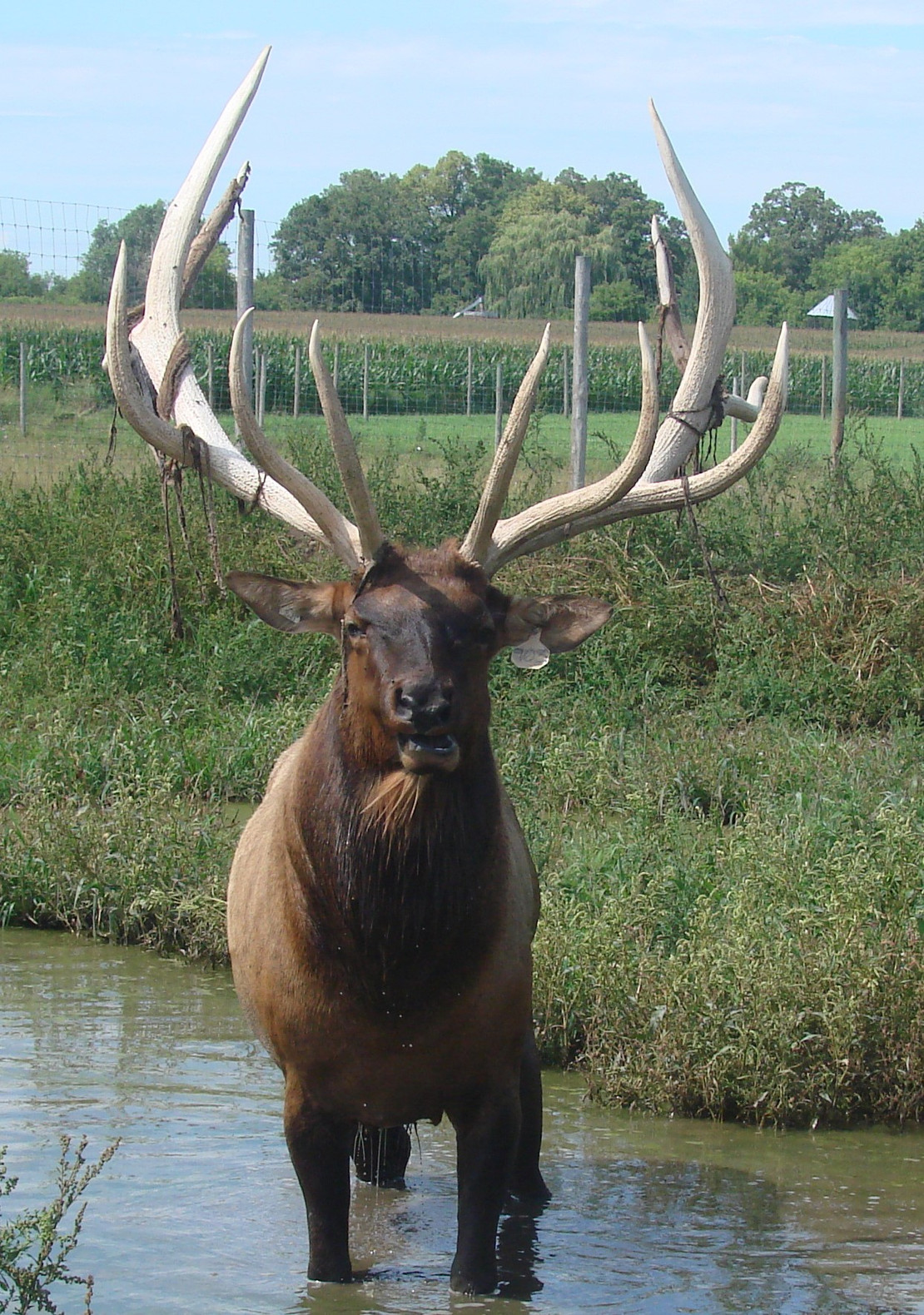 Manitoban A37 Family Tree Luckyland Elk Meat MN, Elk Minnesota