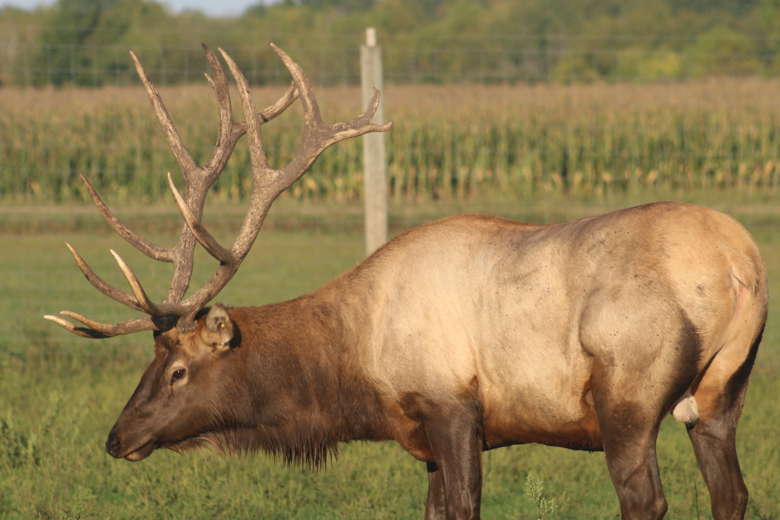 Luckyland Elk LLE Y830 Semen Sale, Luckyland Elk Meat MN, Elk Meat ...