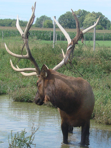 Manitoban A37 Family Tree Luckyland Elk Meat MN, Elk Minnesota