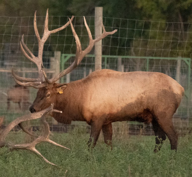 LLE Tealk, Luckyland Elk Meat MN, Elk Meat Minnesota, MN.