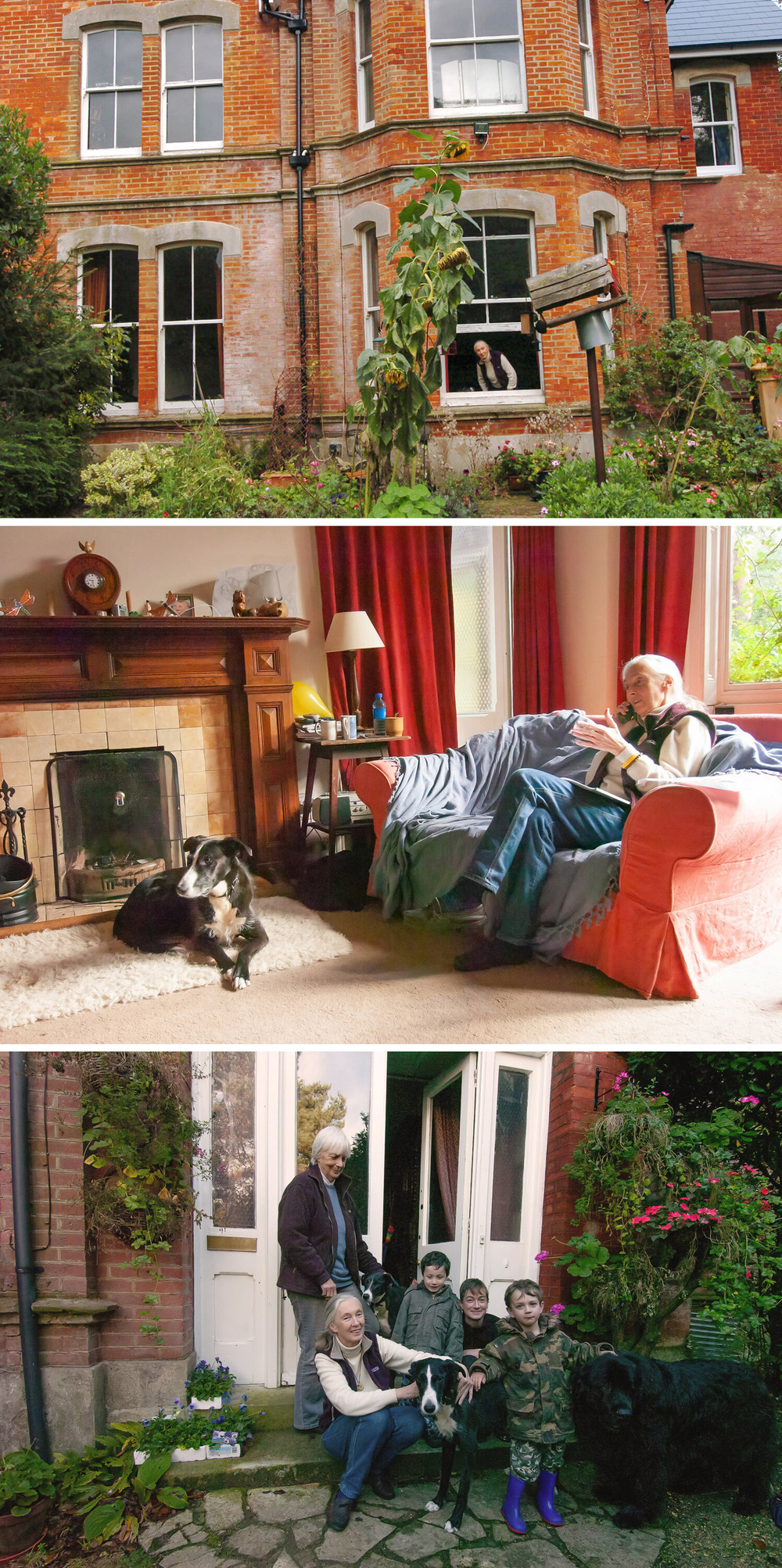 Remembering Jane Goodall: A Legacy of Wild Grace, Passion, and ...