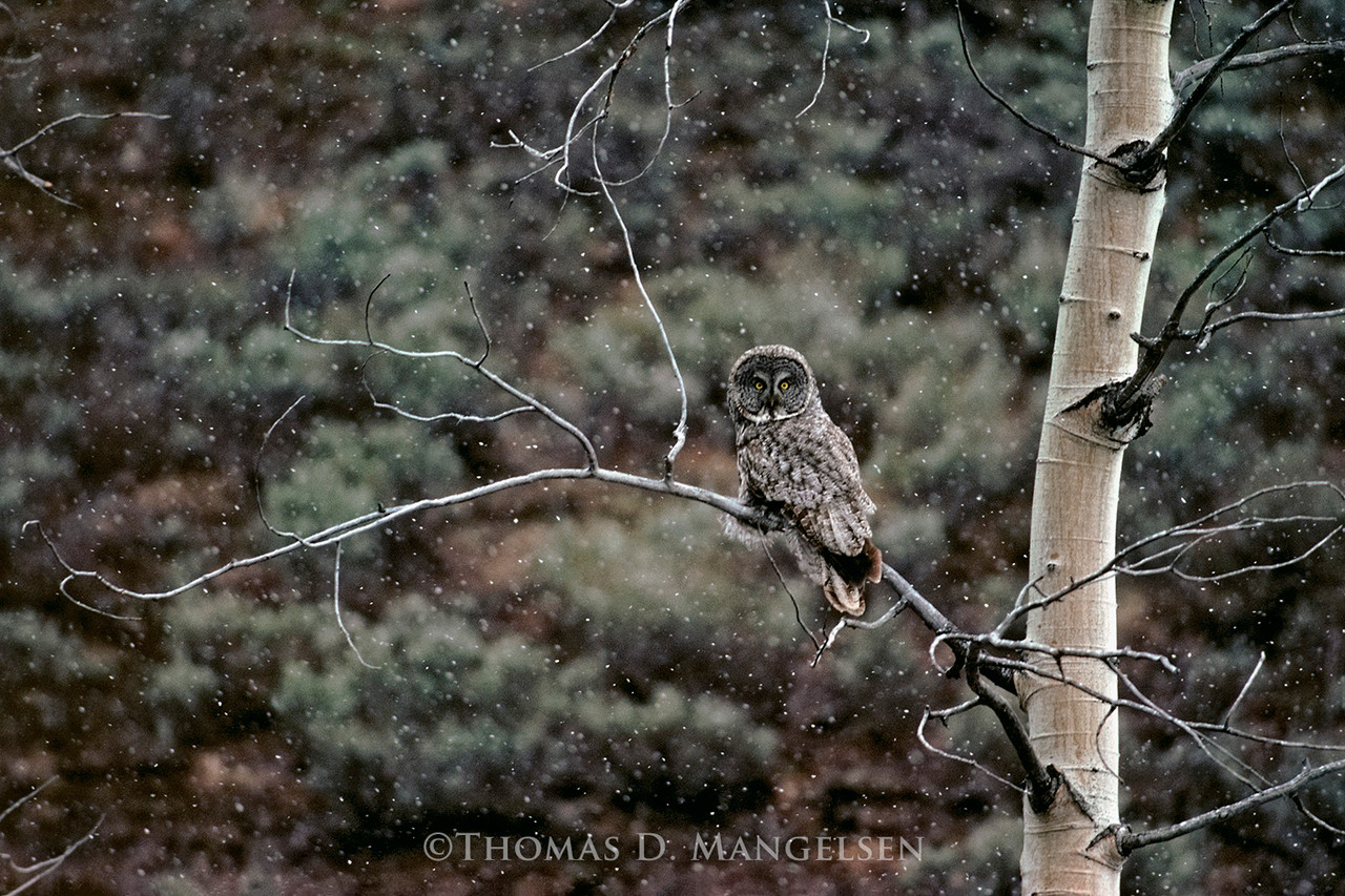 Great Gray Owl by Thomas D. Mangelsen