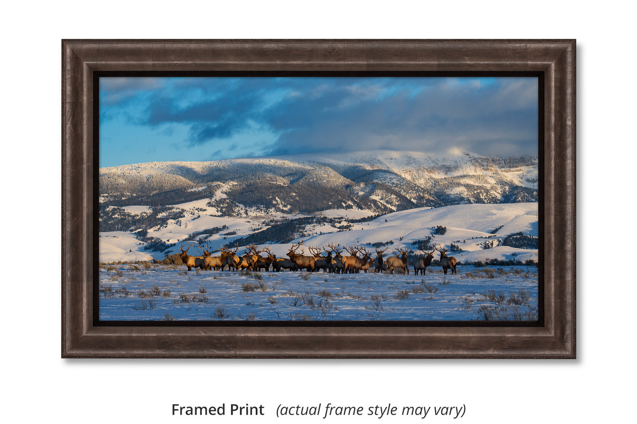 Rocky Mountain Boys Club by Thomas D. Mangelsen