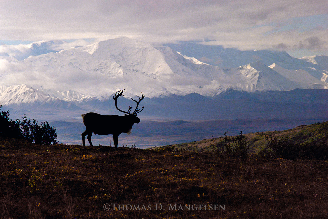 Caribou Fine Art Canvases and Prints | Thomas D. Mangelsen Wildlife ...