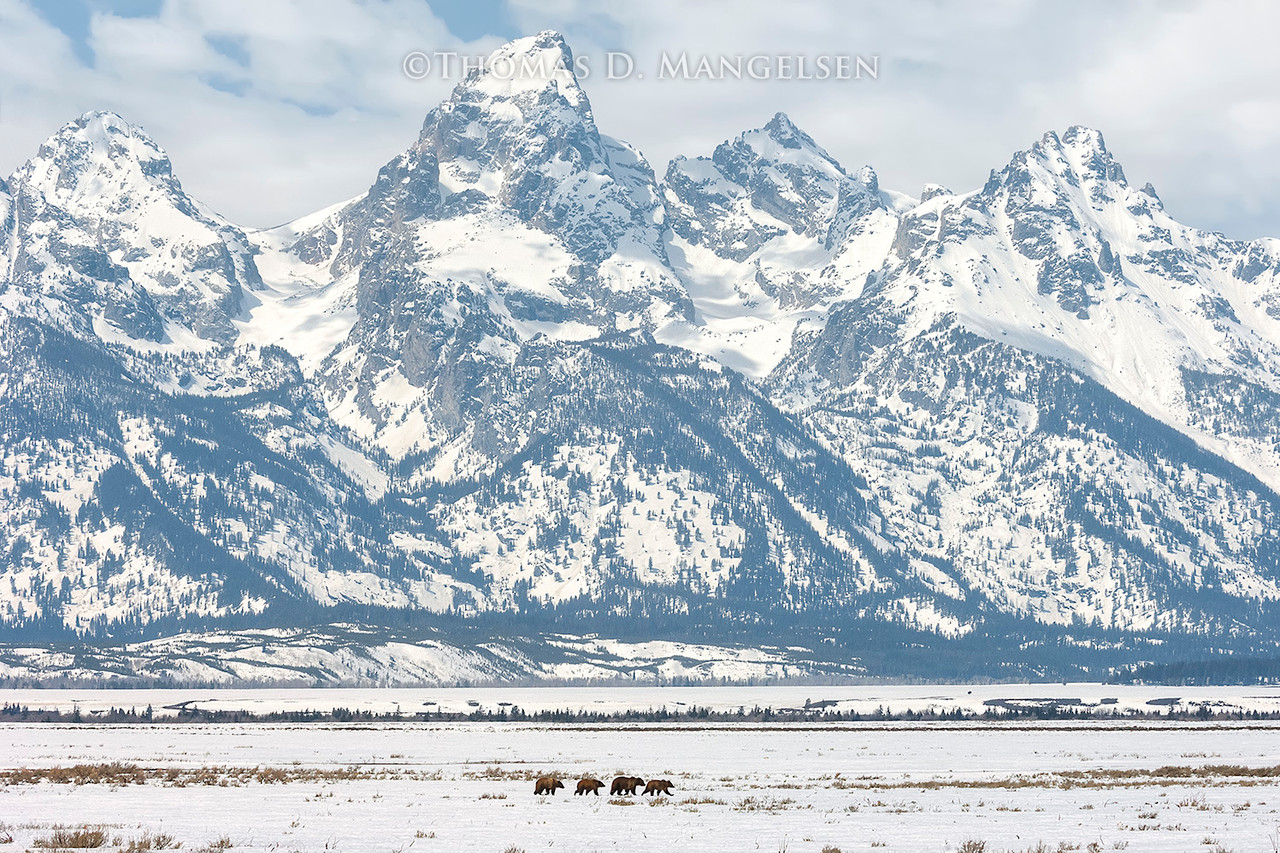 Grizzly Bear Family Room wall art Thomas Mangelsen