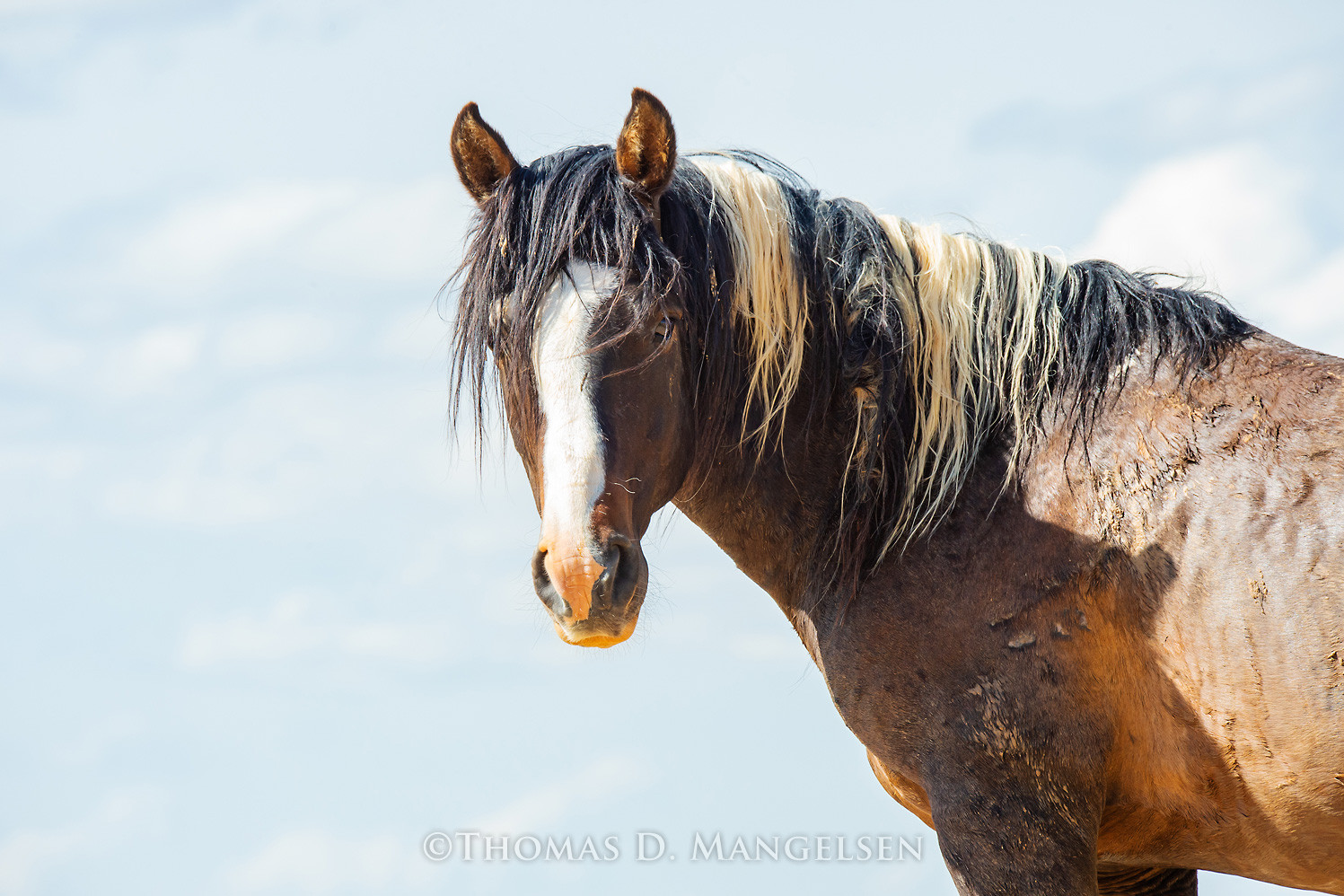 Unbridled Freedom by Thomas D. Mangelsen