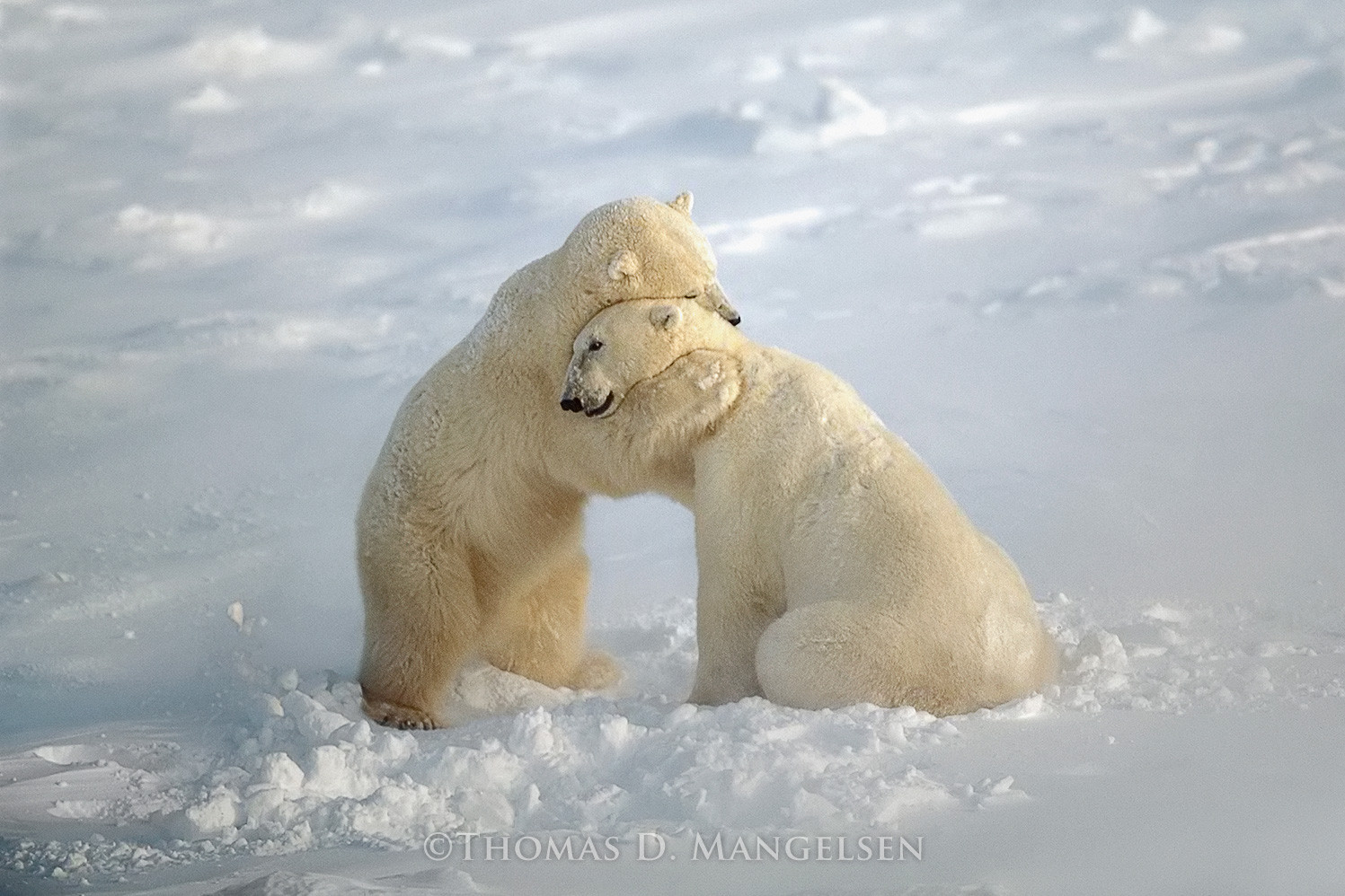 Bear Hug by Thomas D. Mangelsen