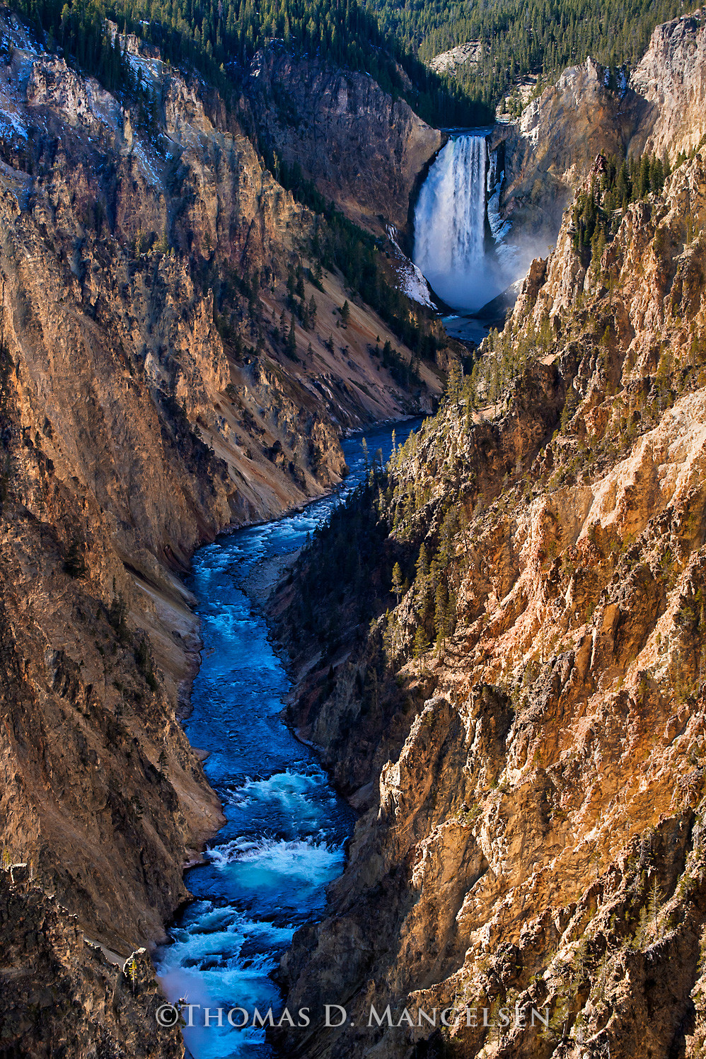 Yellowstone’s Wild Heart by Thomas D. Mangelsen