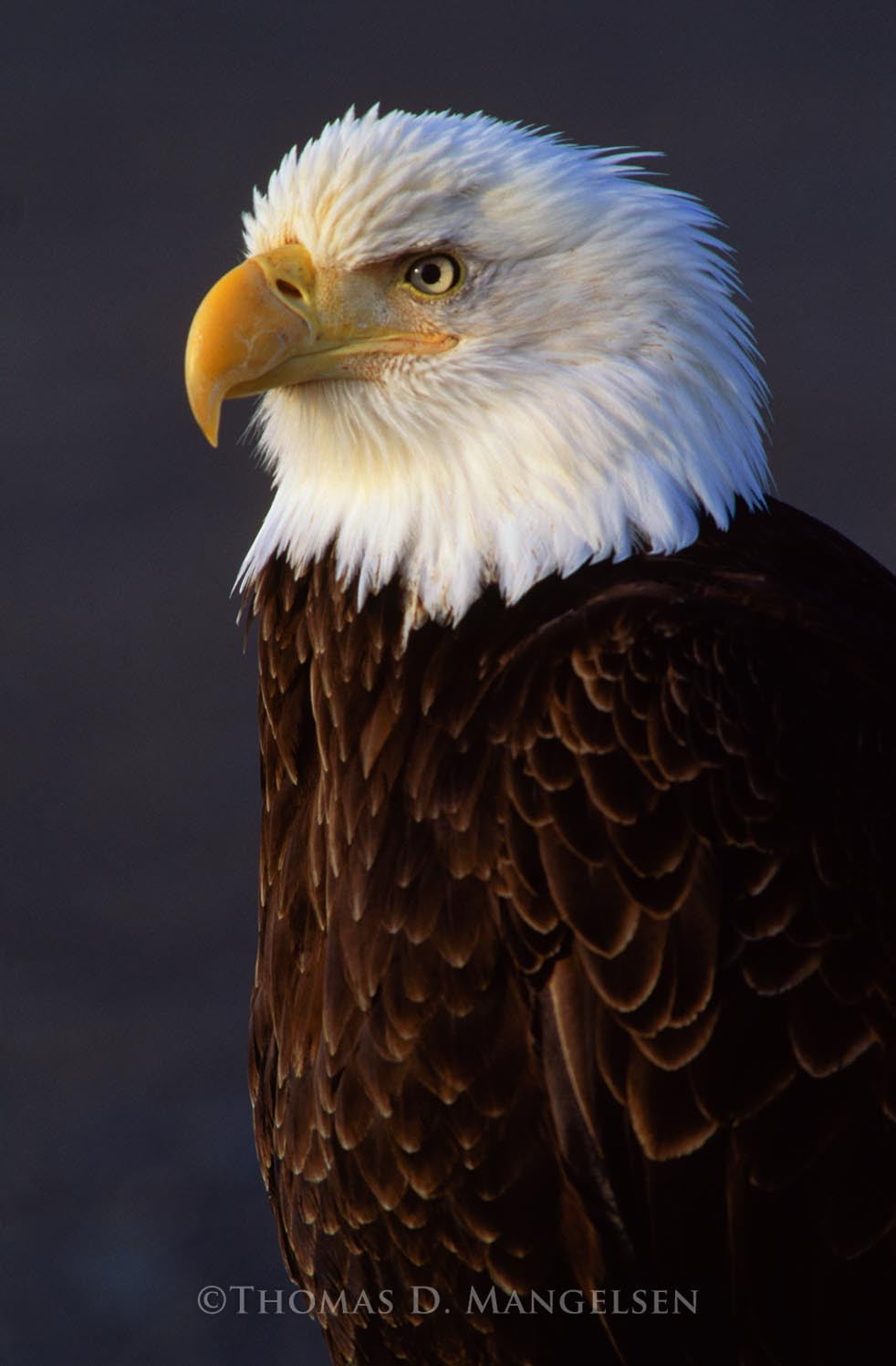 Sentinel - Bald Eagle by Thomas D. Mangelsen