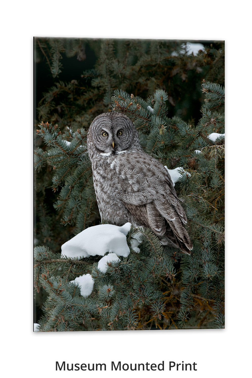 Great gray owl room wall art Thomas D. Mangelsen