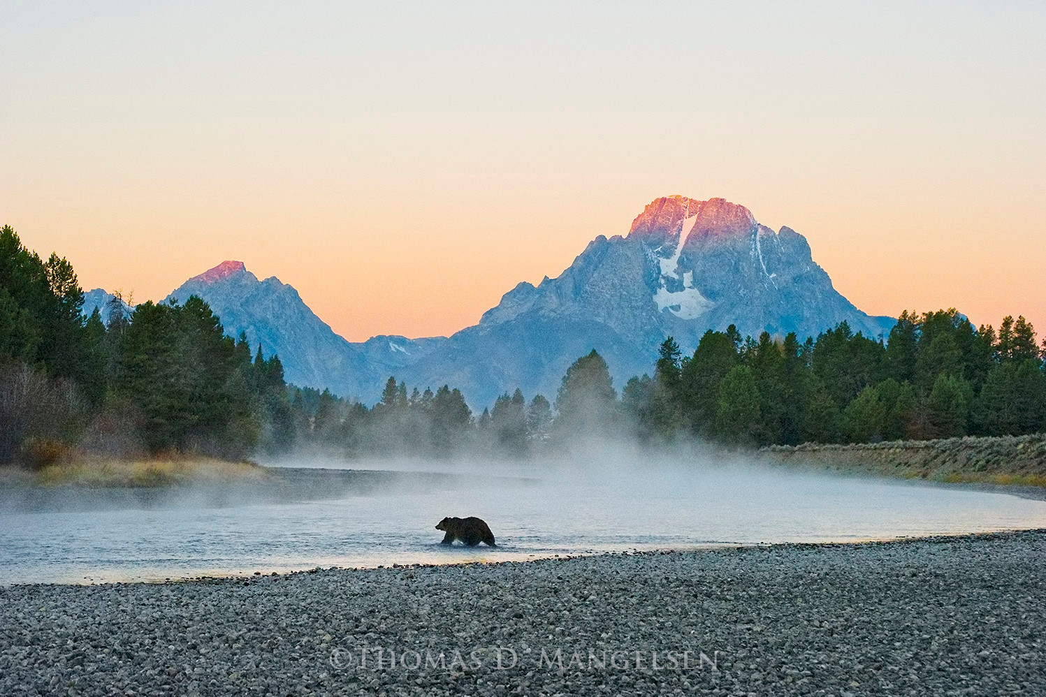 First Light - Grizzly Bear by Thomas D. Mangelsen