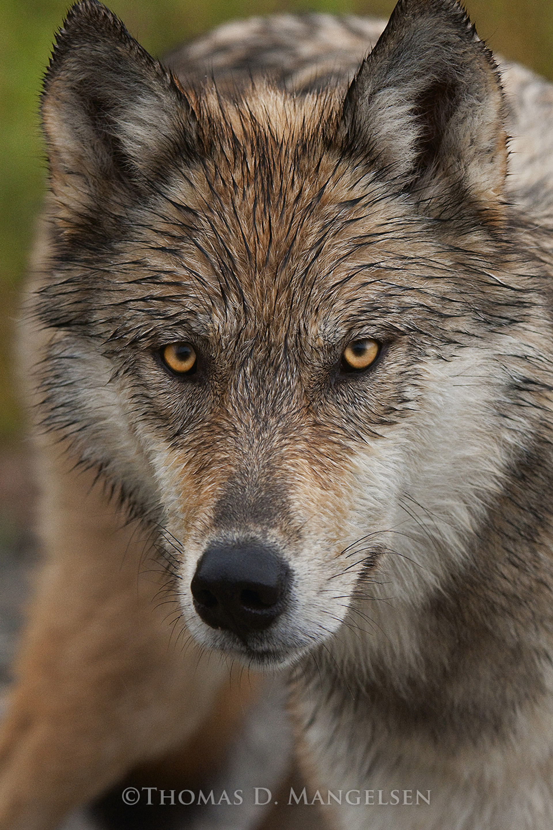 wolf close up eye
