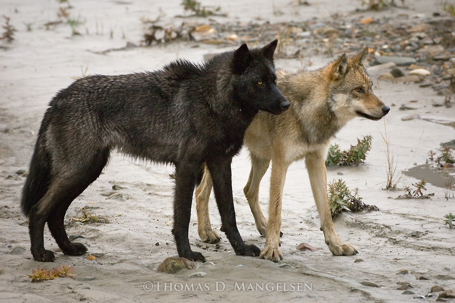 Brother Wolf by Thomas D. Mangelsen