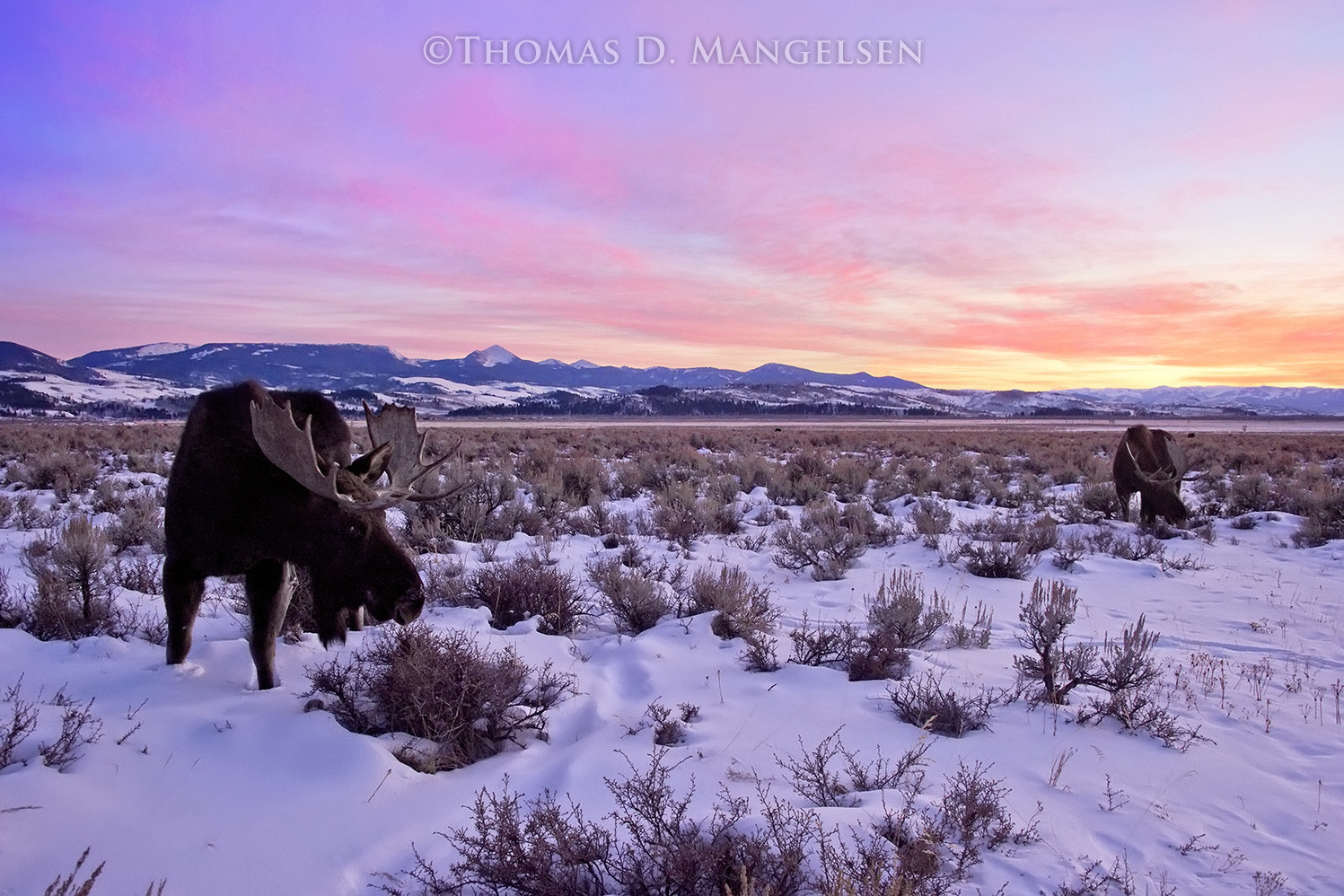 Winter Twilight by Thomas D. Mangelsen