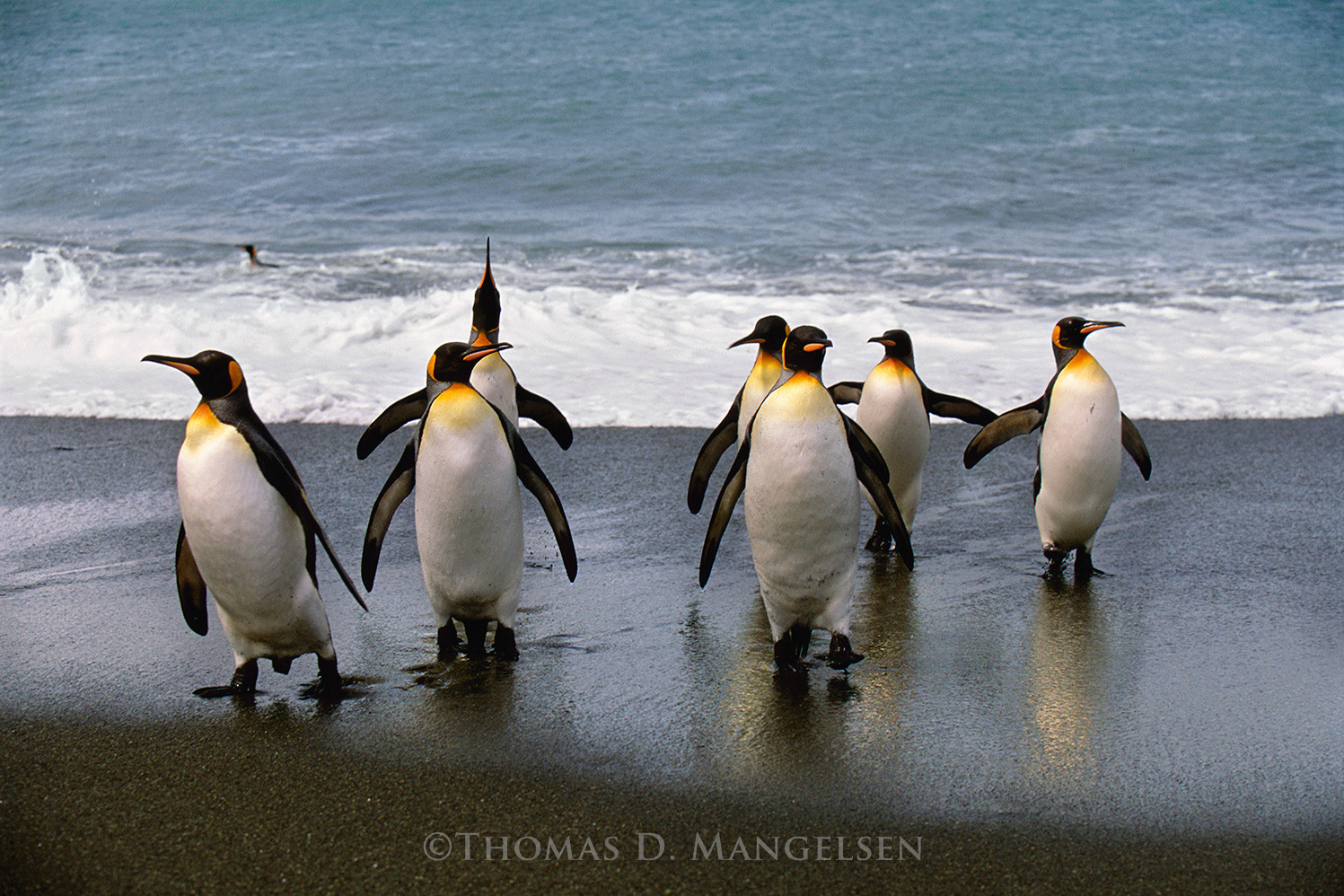 A Polar Promise - King Penguins by Thomas D. Mangelsen