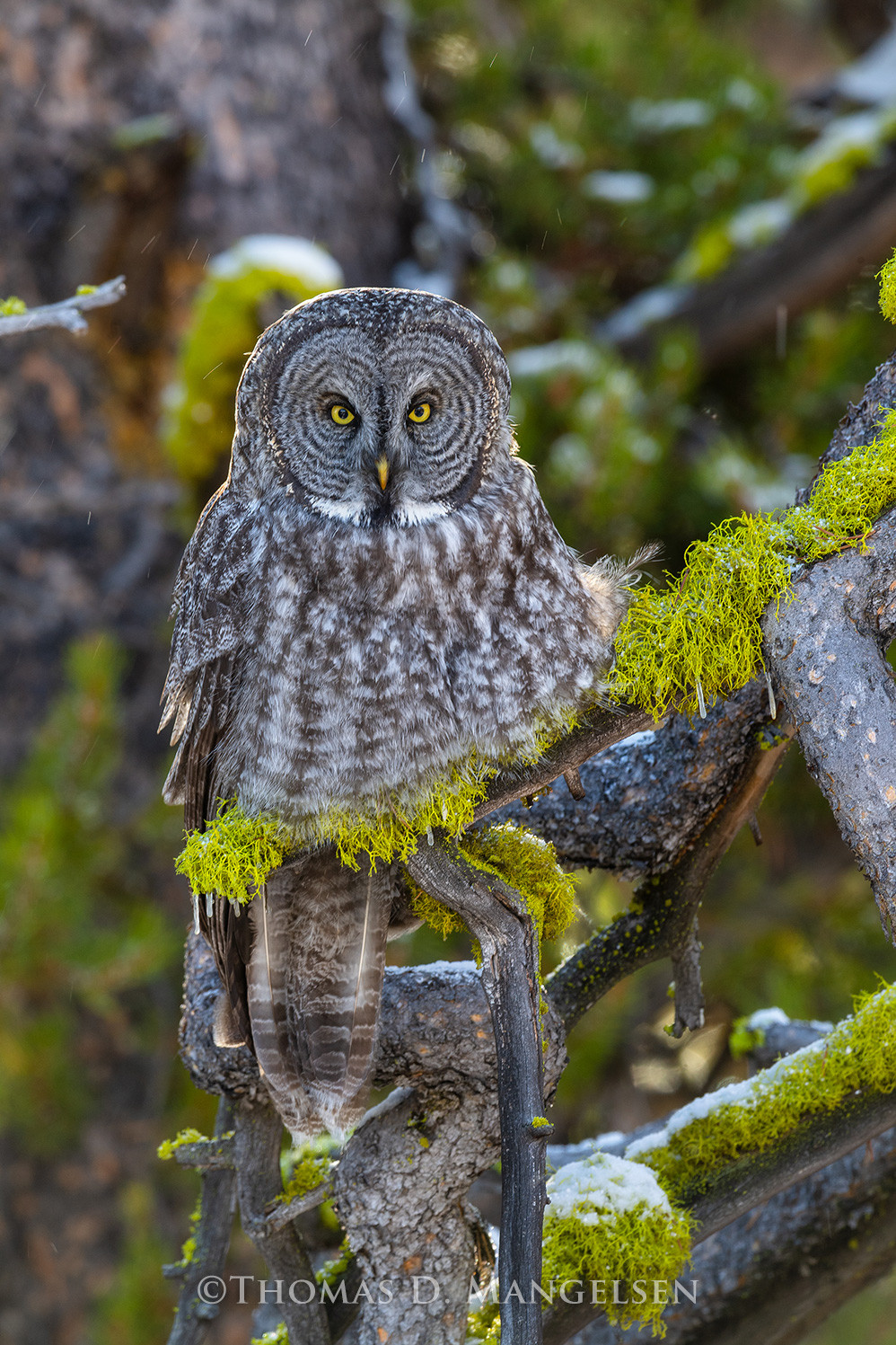 Guardian of Knight Inlet by Thomas D. Mangelsen