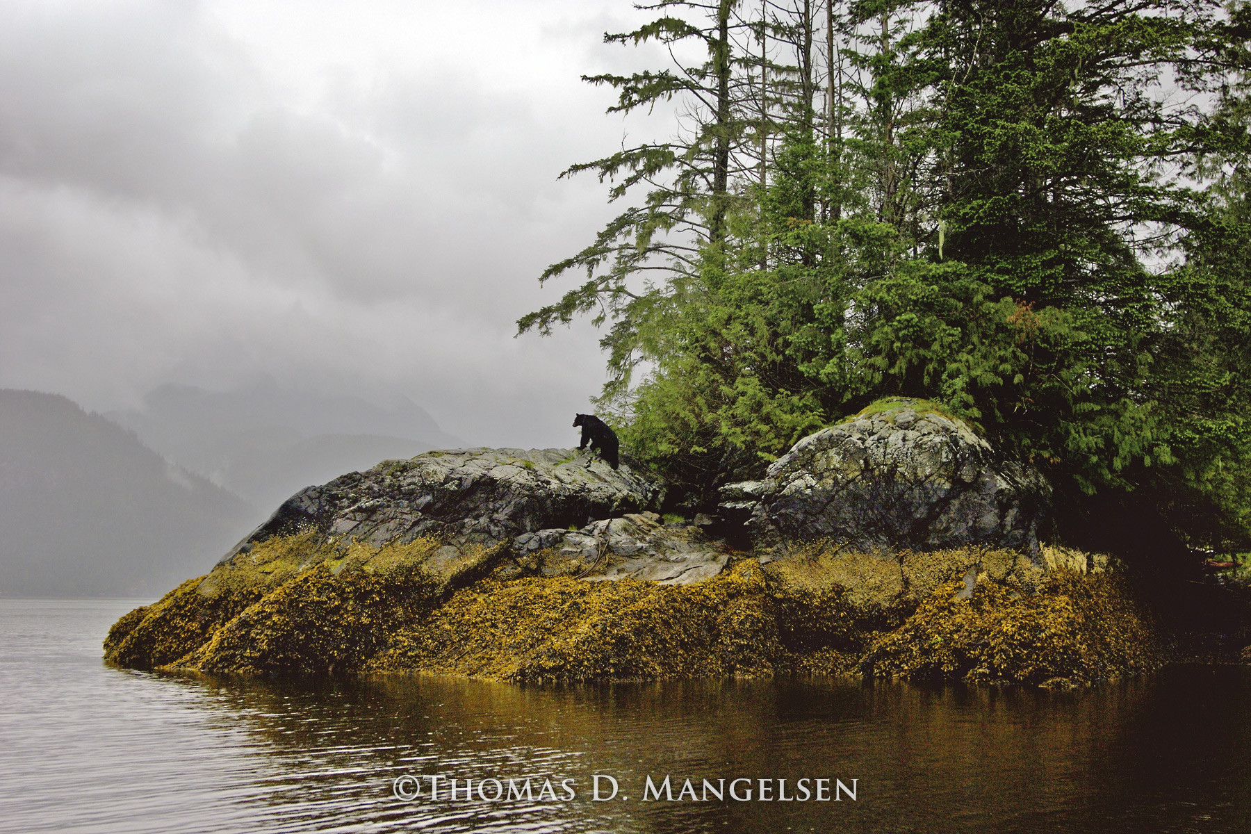 Guardian of Knight Inlet by Thomas D. Mangelsen