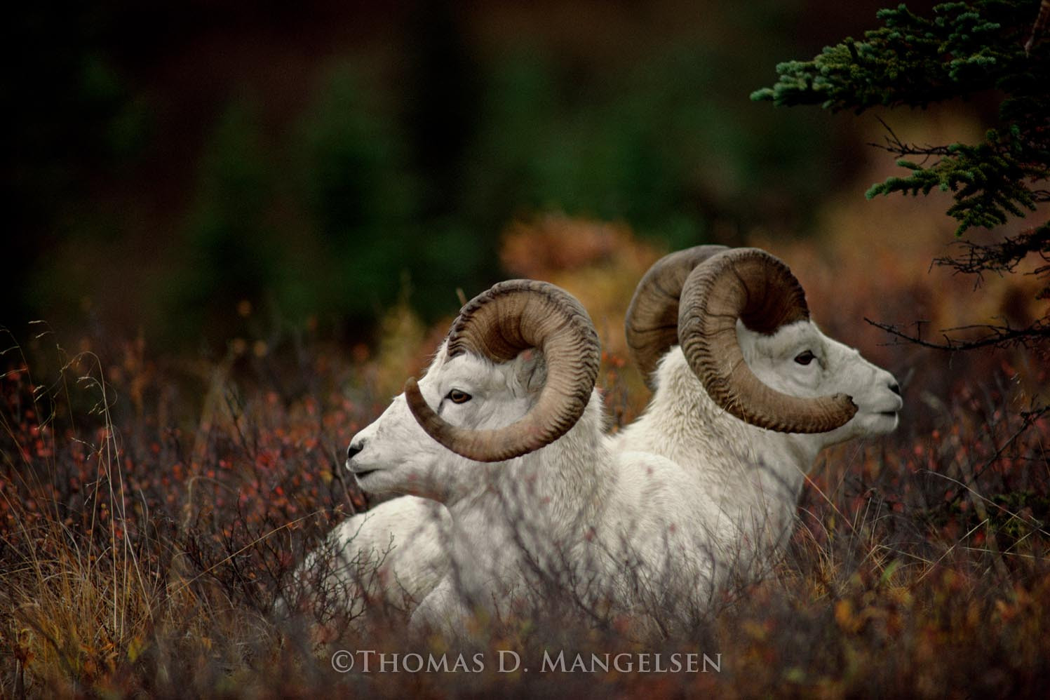 Sheep Fine Art Canvases and Prints | Thomas D. Mangelsen Wildlife ...