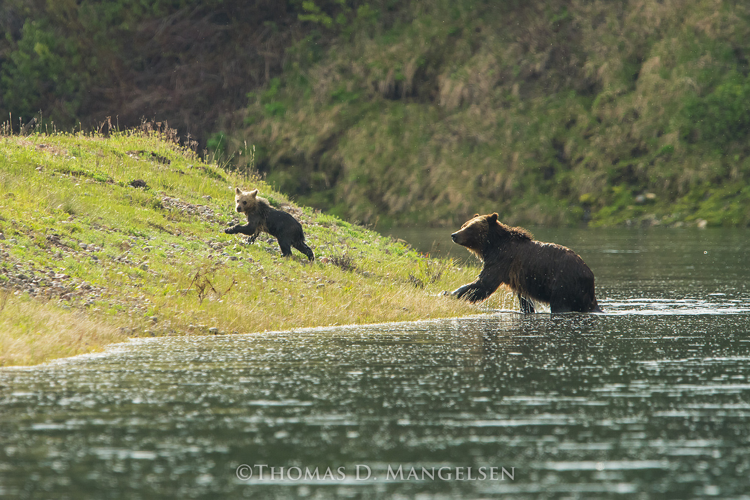 Highwater Crossing by Thomas D. Mangelsen