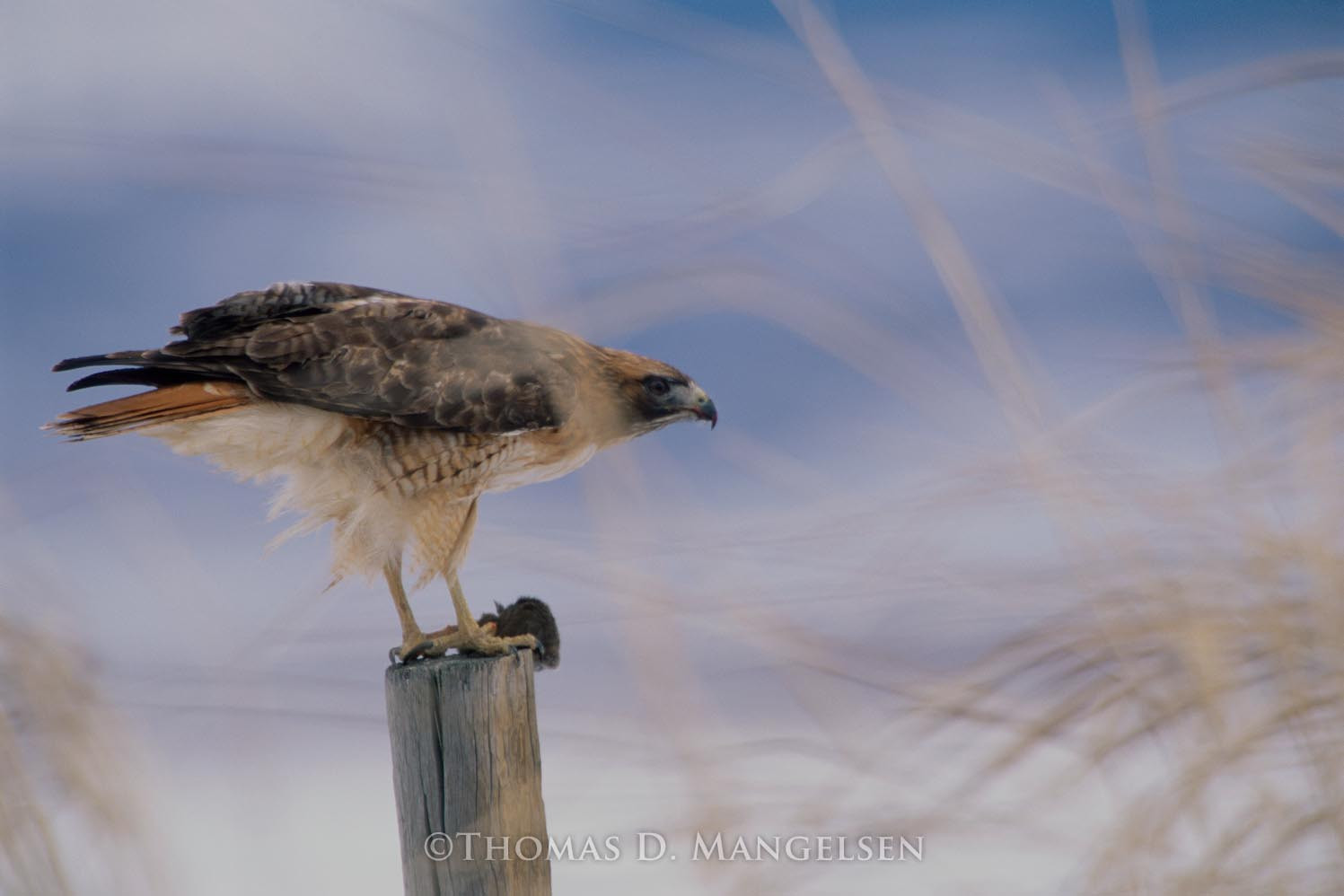 Ready for Takeoff - Red-Tailed Hawk by Thomas D. Mangelsen