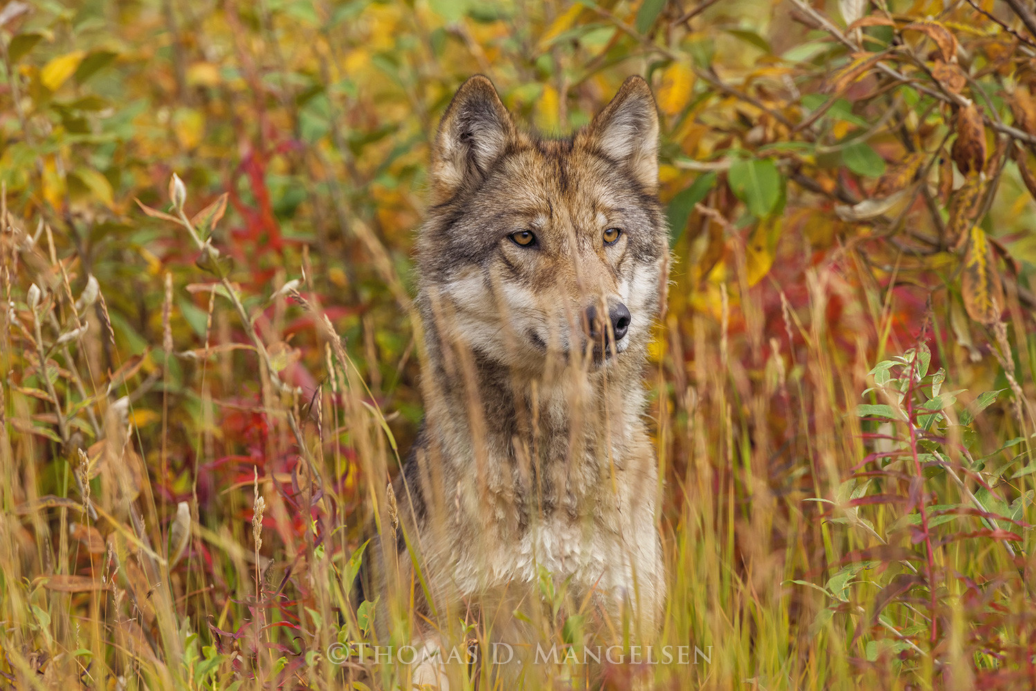 Eyes of the Wolf by Thomas D. Mangelsen