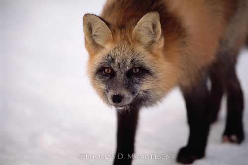 Fox Fine Art Canvases and Prints | Thomas D. Mangelsen Wildlife Photography
