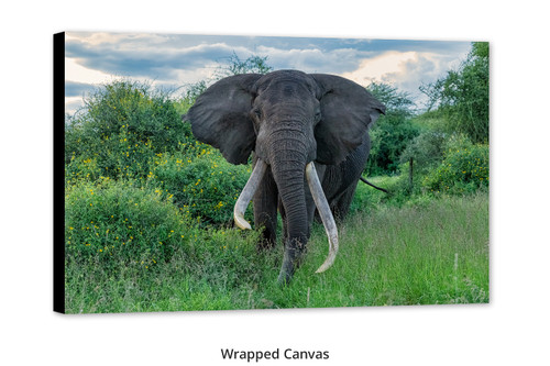 Last of the Giants - One Ton by Thomas D. Mangelsen