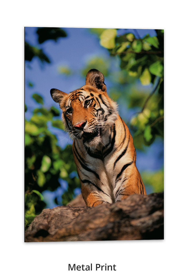 Expectations - Bengal Tiger by Thomas D. Mangelsen
