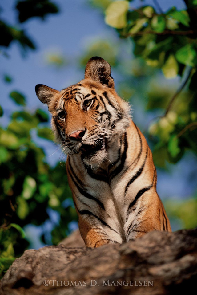 Expectations - Bengal Tiger by Thomas D. Mangelsen