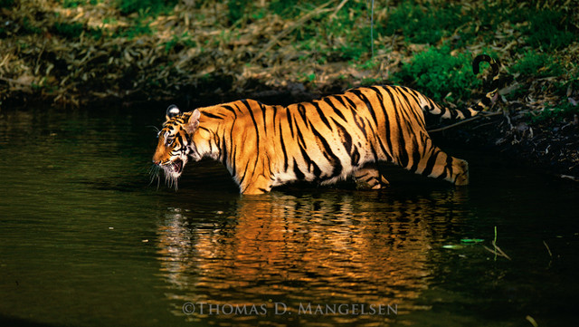 Tiger Fire by Thomas D. Mangelsen