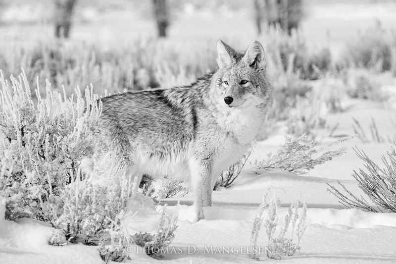 MANGELSEN—Images of Nature Gallery