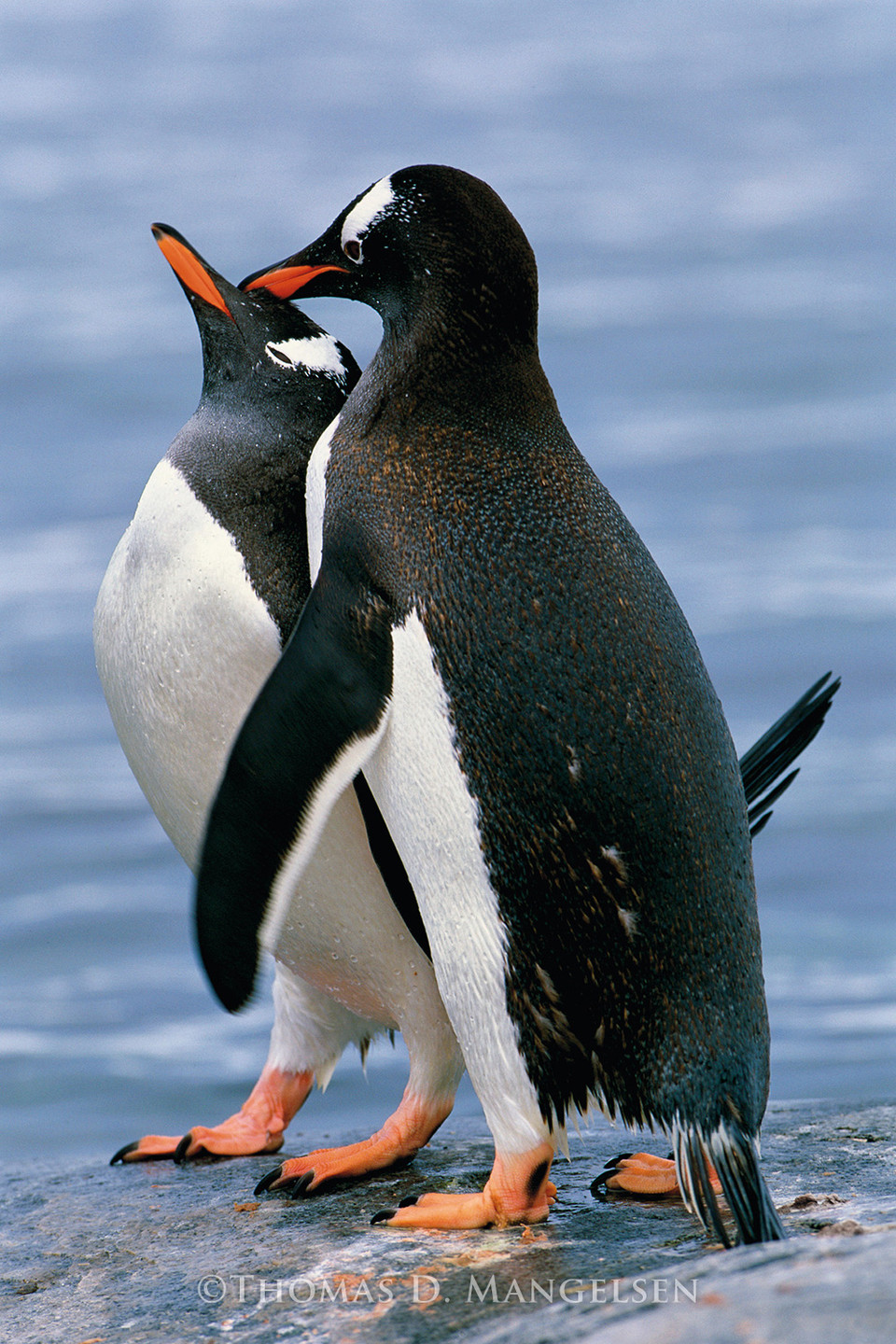Gentoo Love - Gentoo Penguins by Thomas D. Mangelsen