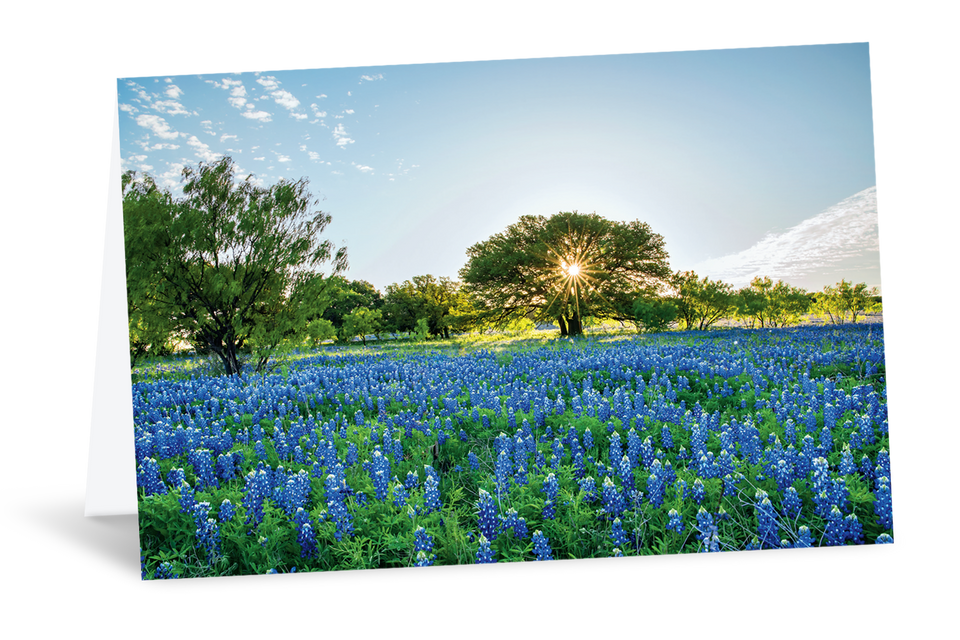 Texas, bluebonnets, living room wall art, by Mangelsen