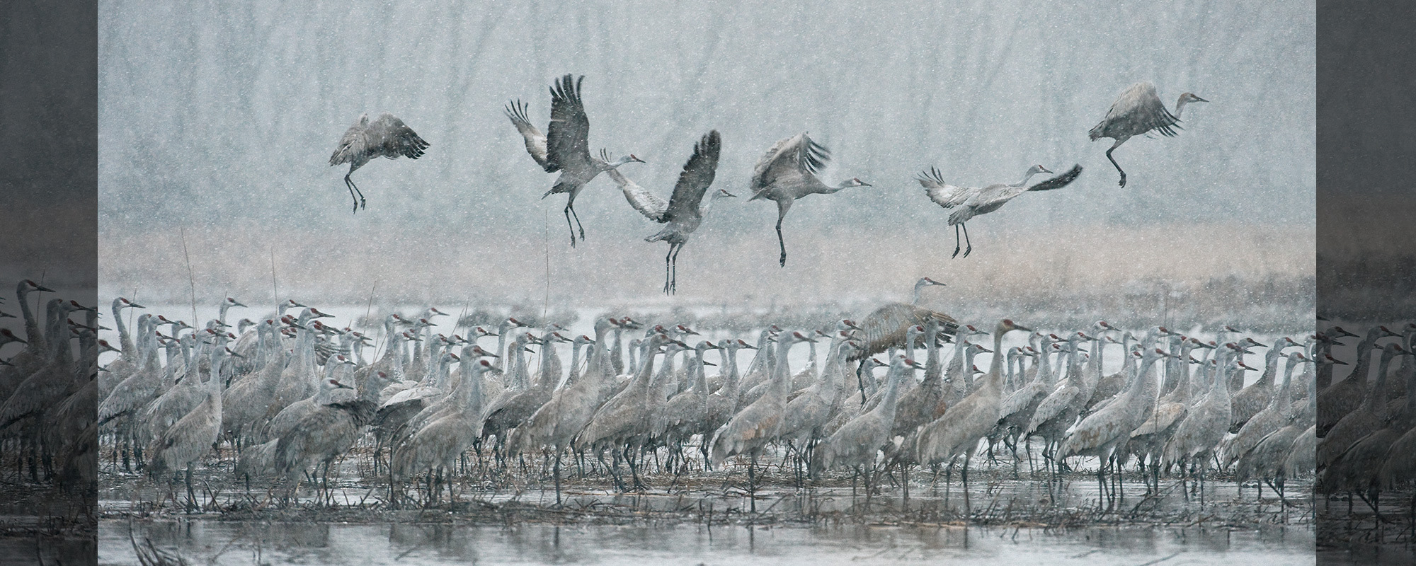 MANGELSEN—Images of Nature Gallery