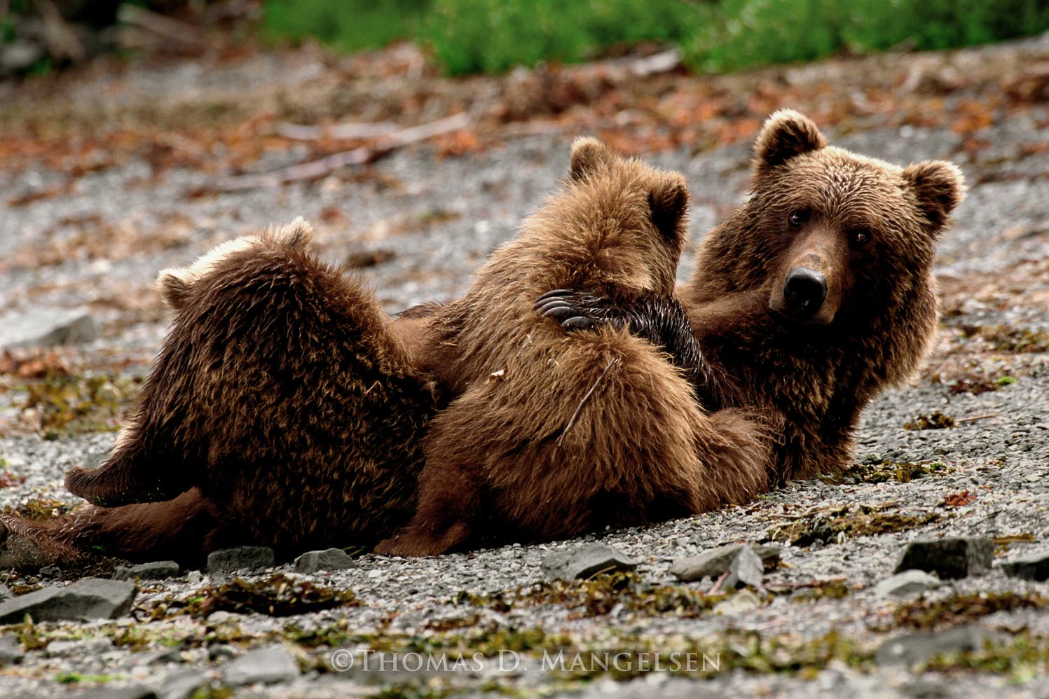 brown bear cubs