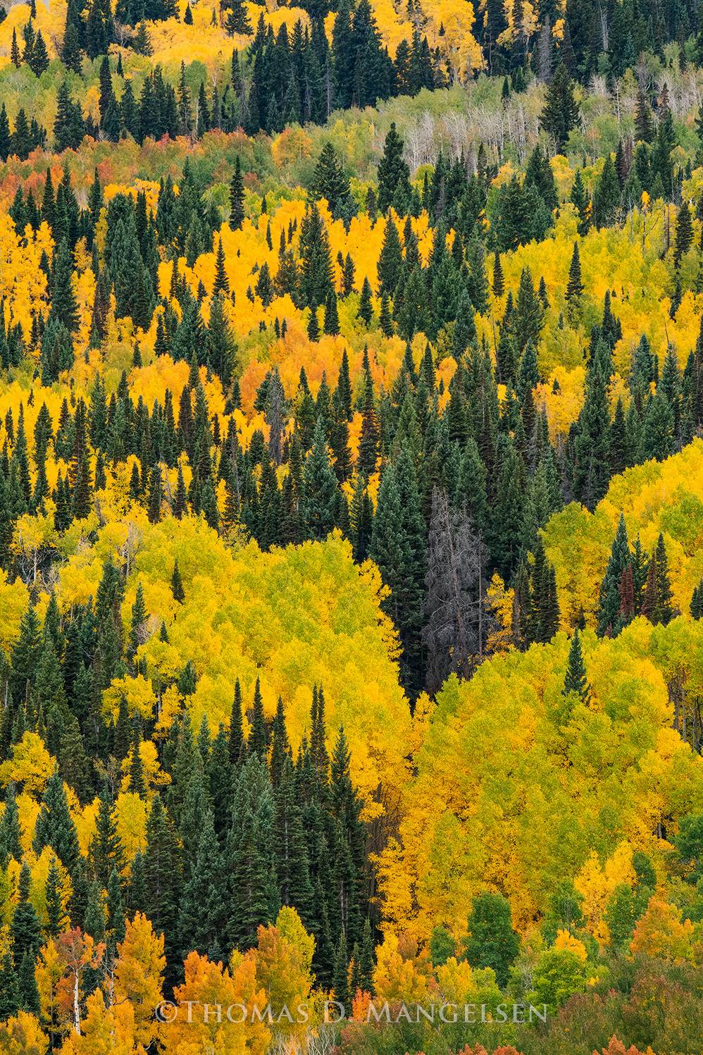 The Season of Gold: September Glow & Rocky Mountain Aspens - MANGELSEN ...