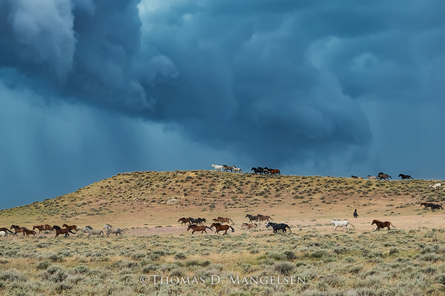 What Does it Mean to be Wild - MANGELSEN—Images of Nature Gallery