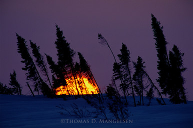 Arctic Morning by Thomas D. Mangelsen